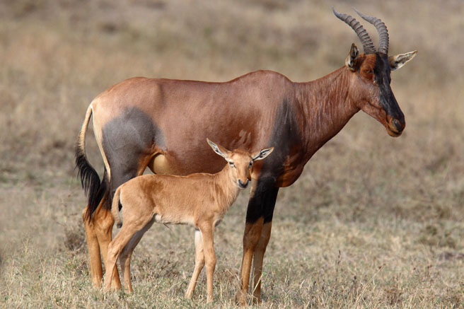 Networking Mobile App Developer Topi to Collaborate With African ...